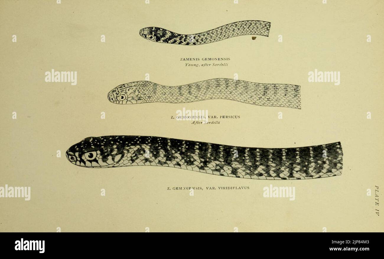 The snakes of Europe Stock Photo - Alamy