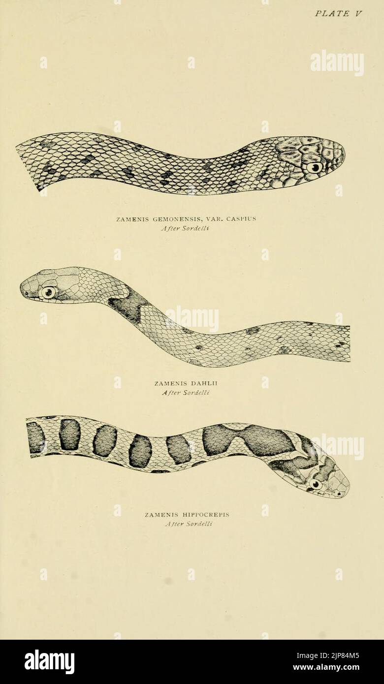 The snakes of Europe Stock Photo - Alamy