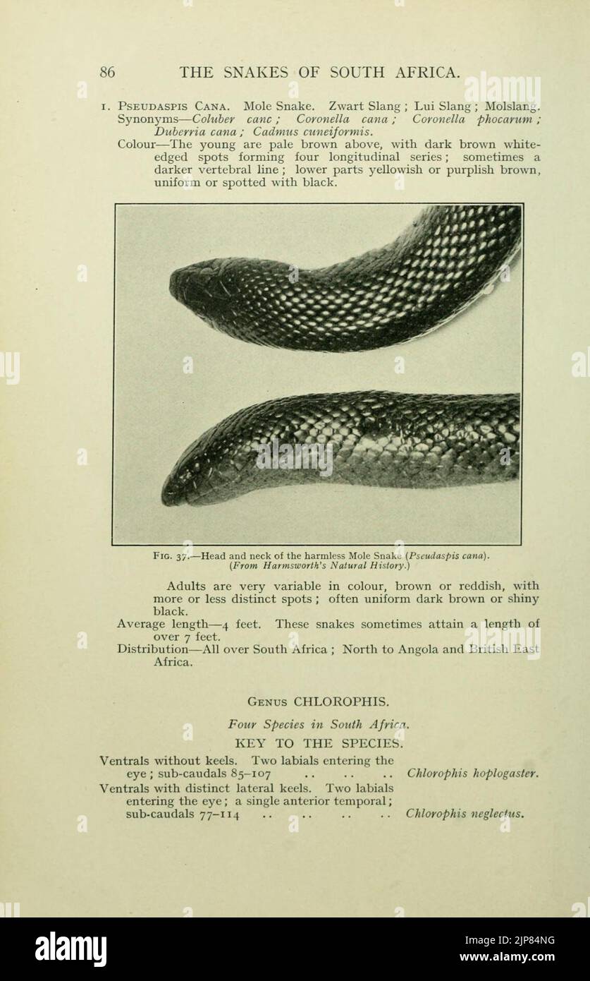 The snakes of South Africa (Page 86 Stock Photo - Alamy