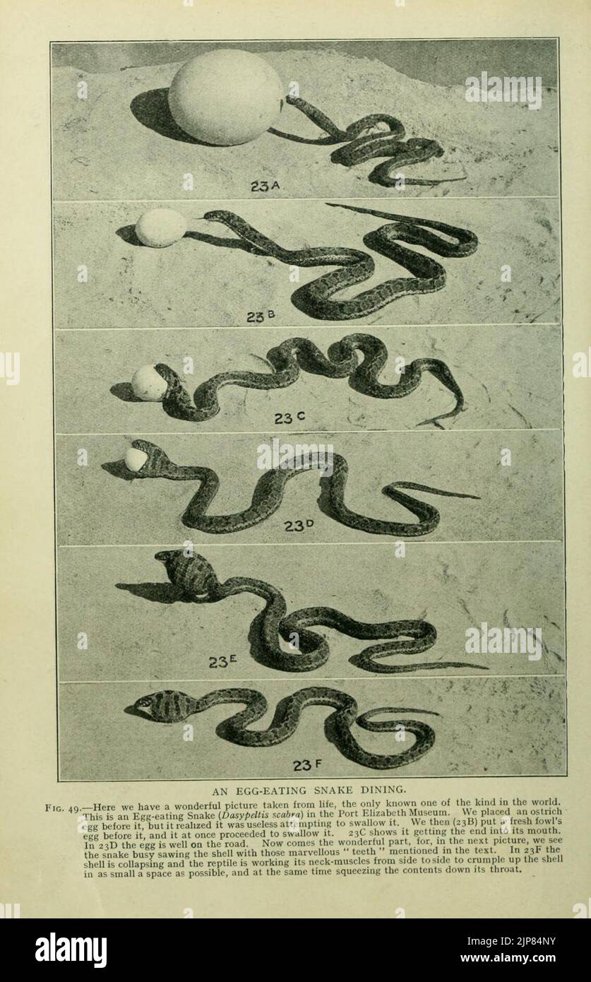 The snakes of South Africa (Page 110 Stock Photo - Alamy