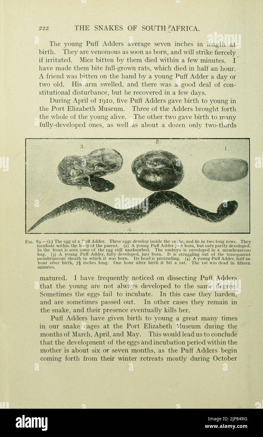 The snakes of South Africa (Page 222 Stock Photo - Alamy