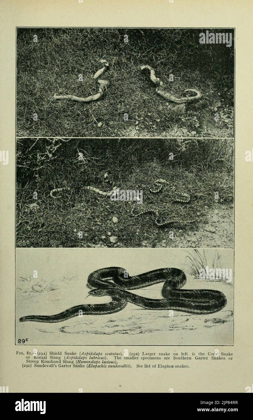 The snakes of South Africa (Page 195 Stock Photo - Alamy