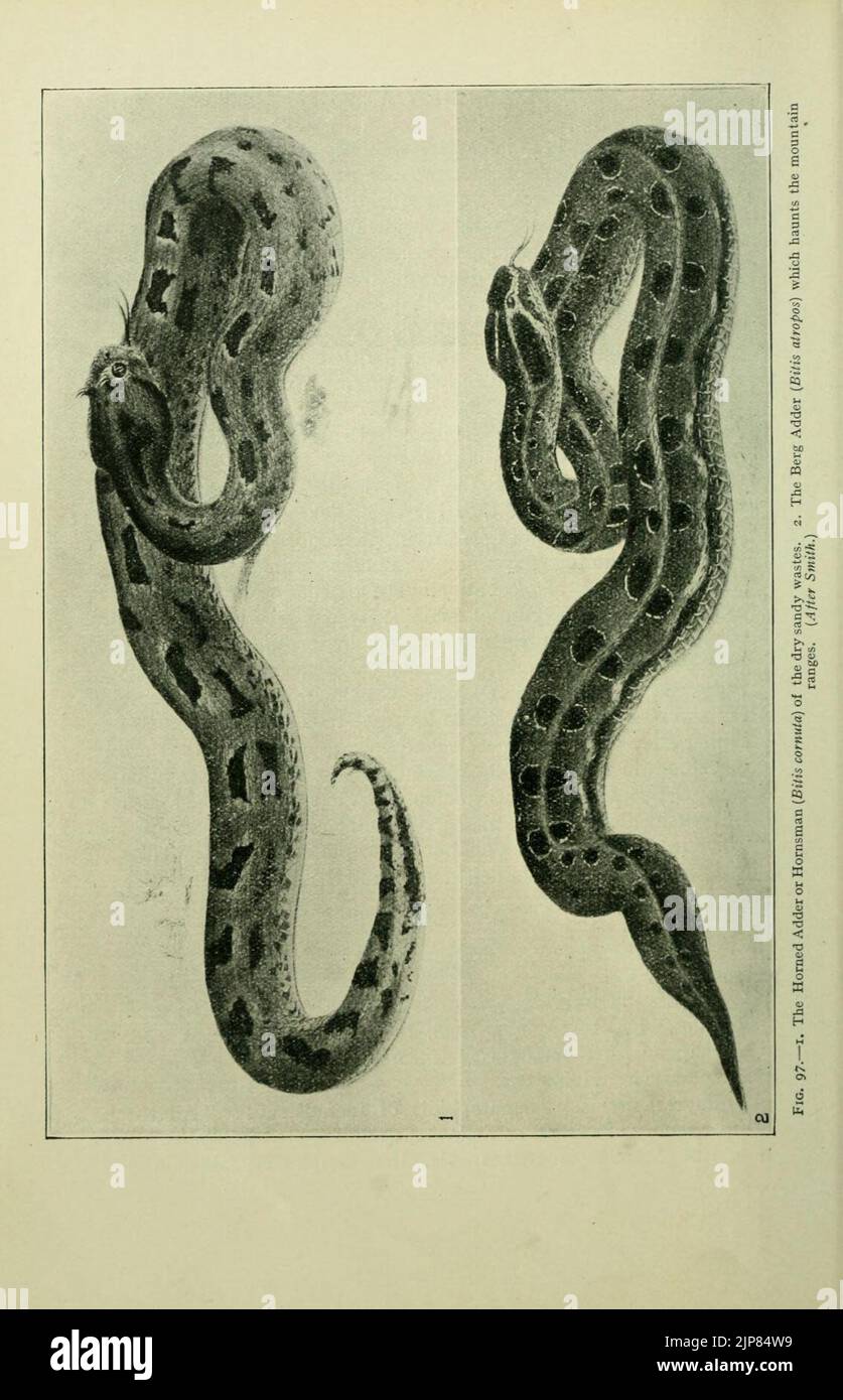 The snakes of South Africa (Page 240 Stock Photo - Alamy