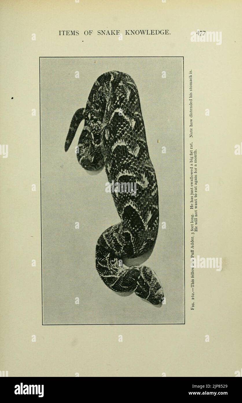 The snakes of South Africa (Page 477 Stock Photo - Alamy