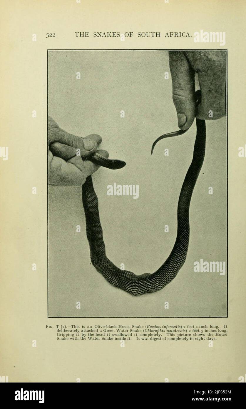 The snakes of South Africa (Page 522 Stock Photo - Alamy