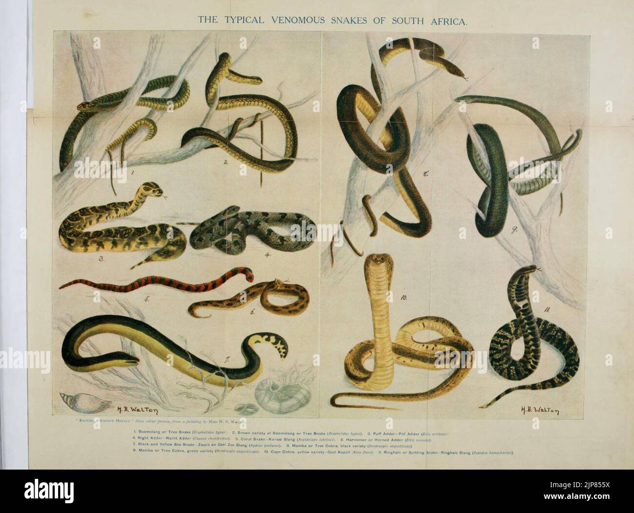 The snakes of South Africa Stock Photo - Alamy