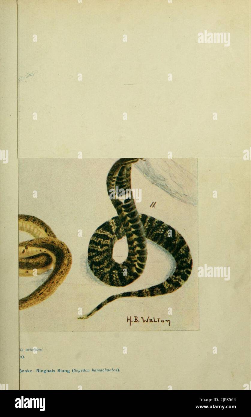 The snakes of South Africa Stock Photo - Alamy