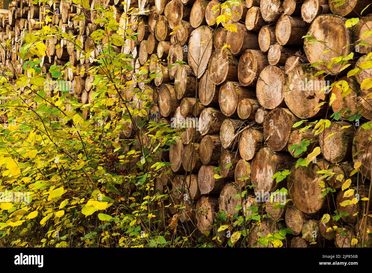Image-filling photo of stacked tree stacks Stock Photo - Alamy