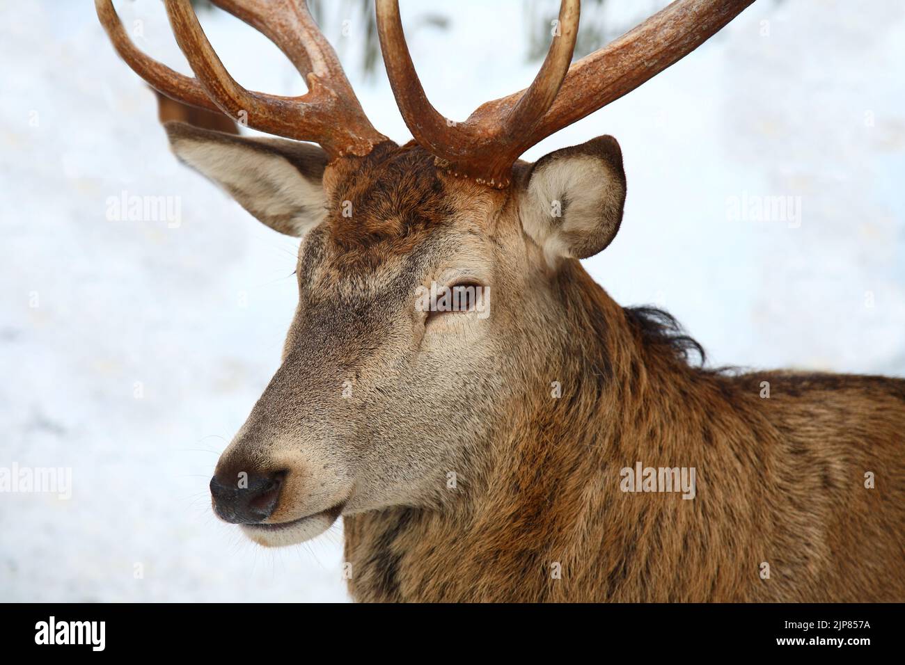 Rothirsch / Red deer / Cervus elaphus Stock Photo - Alamy