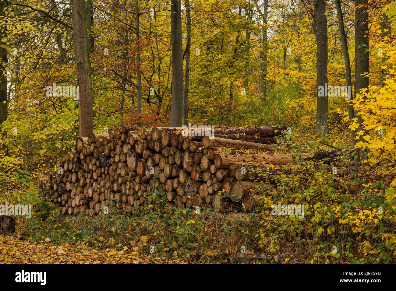Fall tree trunks hi-res stock photography and images - Alamy