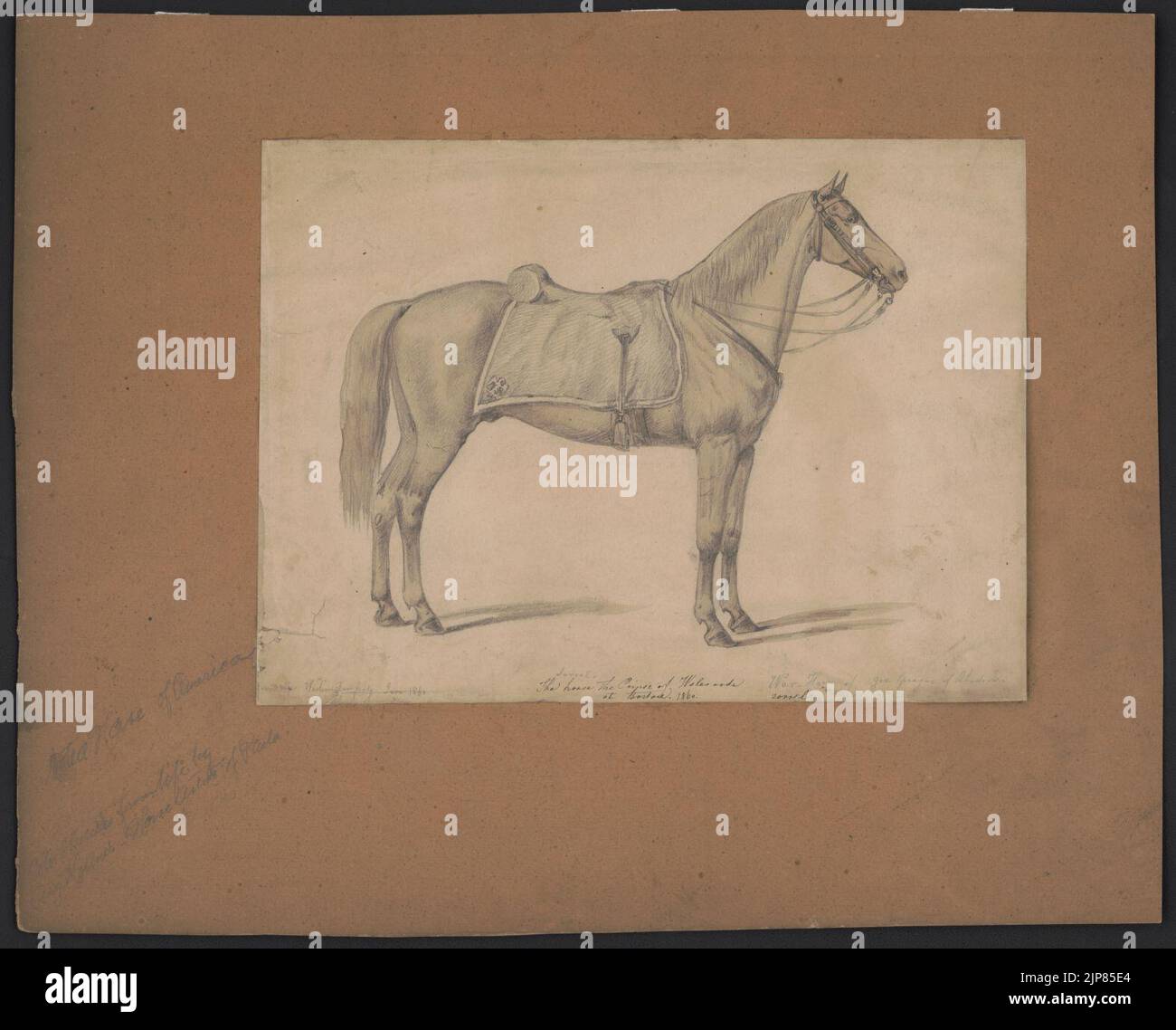 The sorrel horse the Prince of Wales rode at Boston, 1860 Stock Photo ...