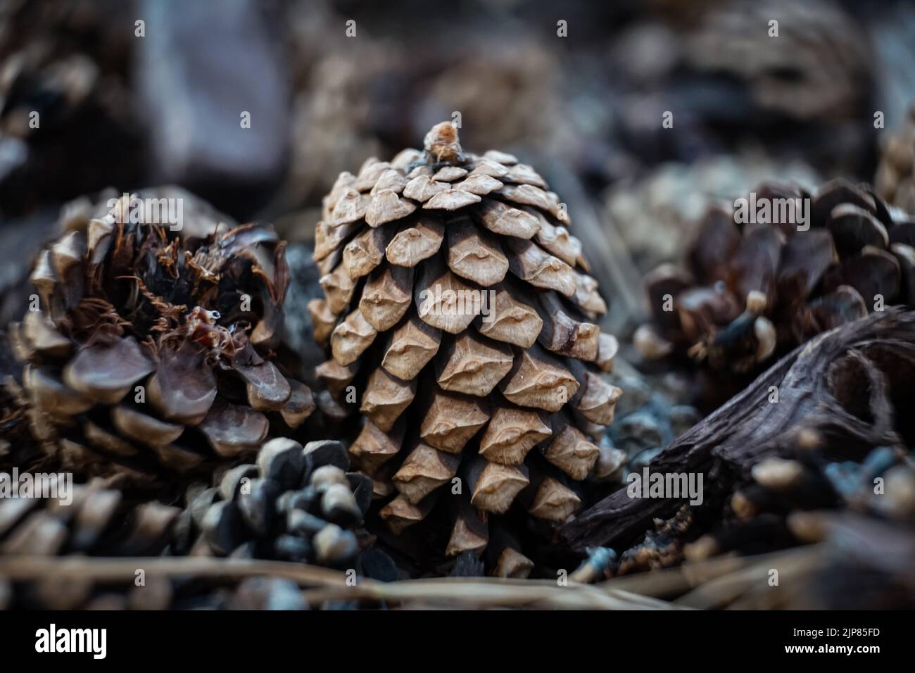 The close-up view of the woody conifer cones with the blurred ...