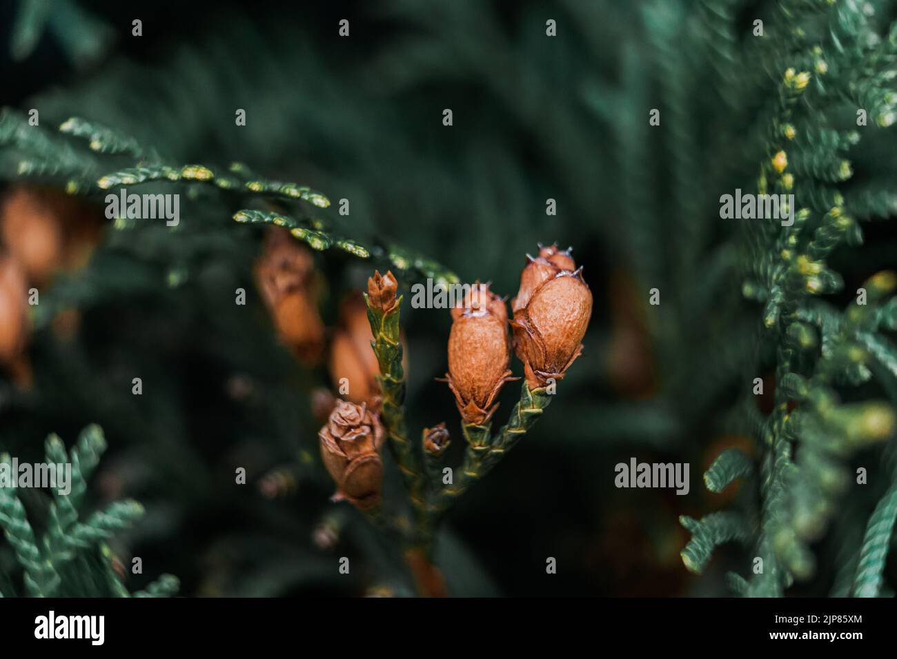 The high-angle close-up view of conifer cones growing on the plant with ...