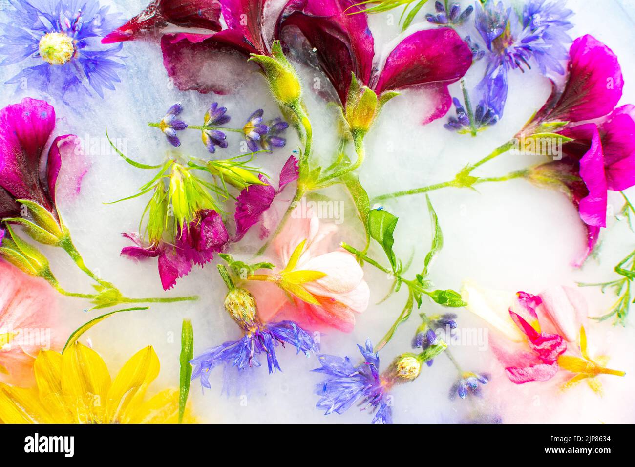 Summer background of frozen flowers in ice, cornflowers and geraniums ...