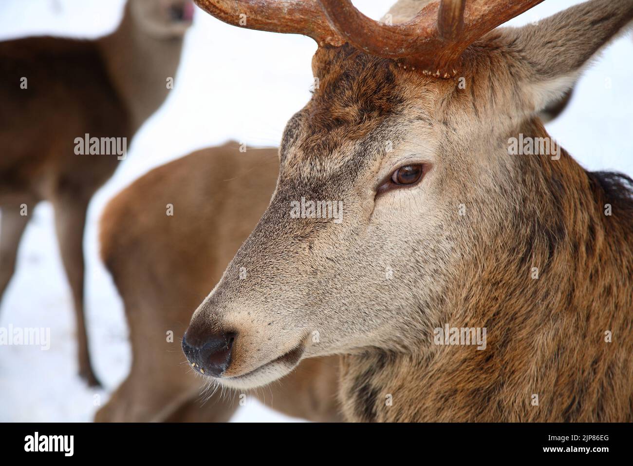 Rothirsch / Red deer / Cervus elaphus Stock Photo - Alamy