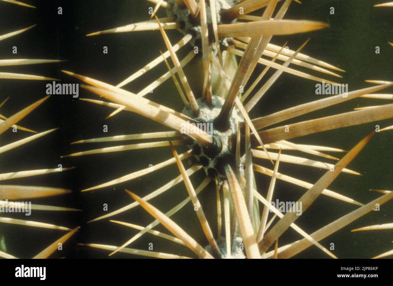 The spiny surface of a saguaro Stock Photo - Alamy