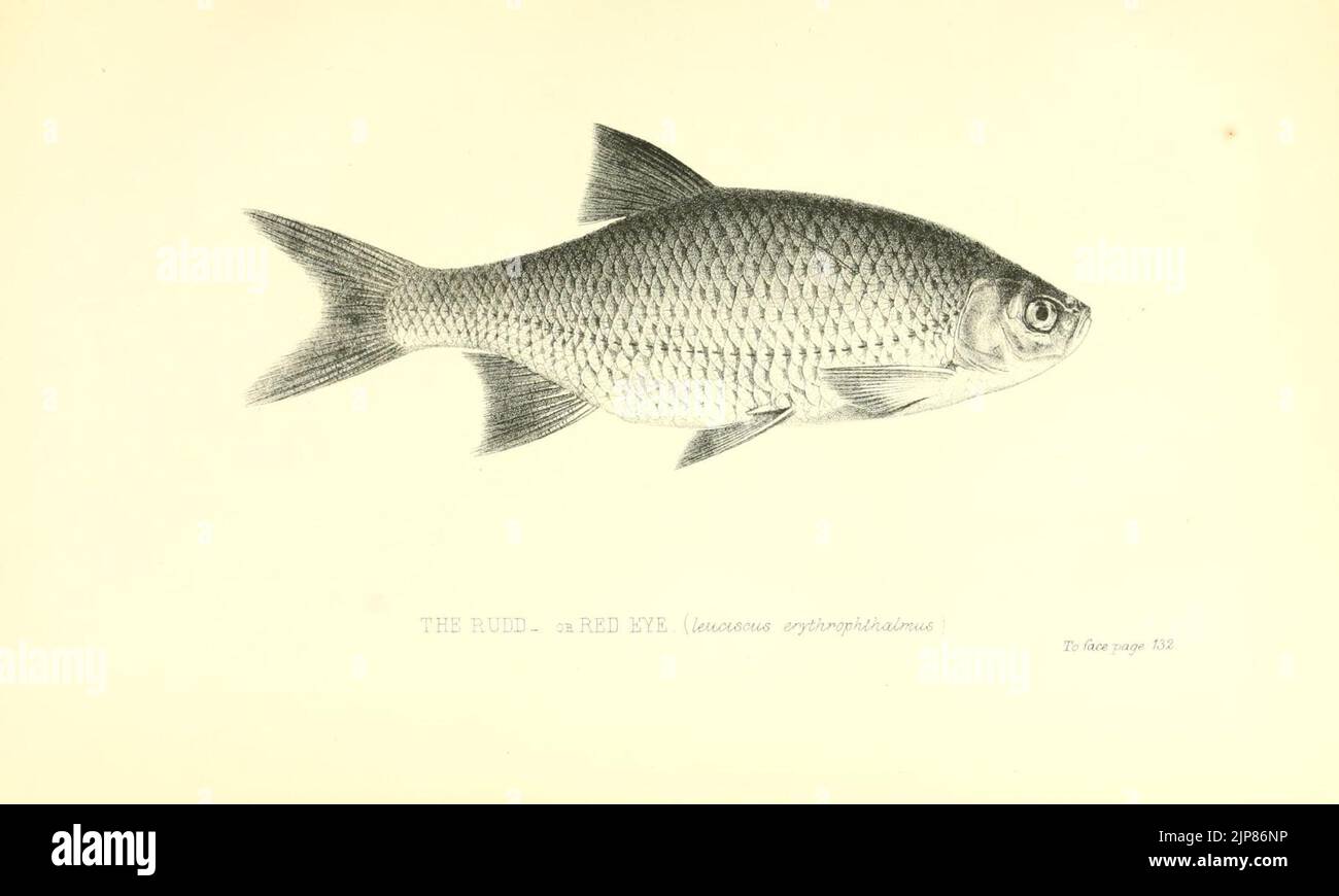 The sporting fish of Great Britain Stock Photo - Alamy