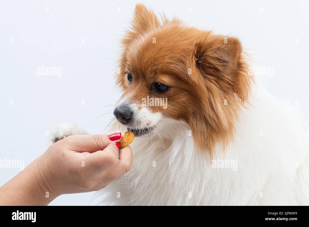 A woman giving a spitz u-shaped snack isolated on a white background ...