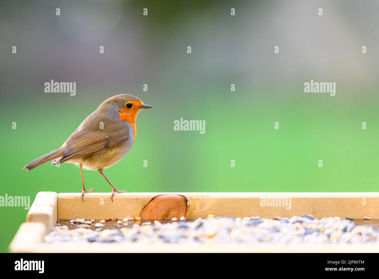 A side view of cute European robin sitting on a bird feeder outdoors ...