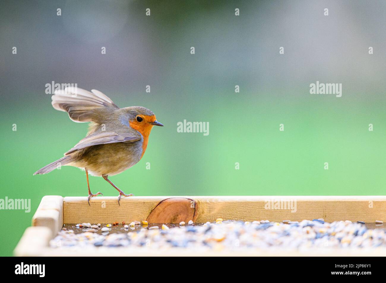 A European robin with wings spread resting on bird feeder Stock Photo ...