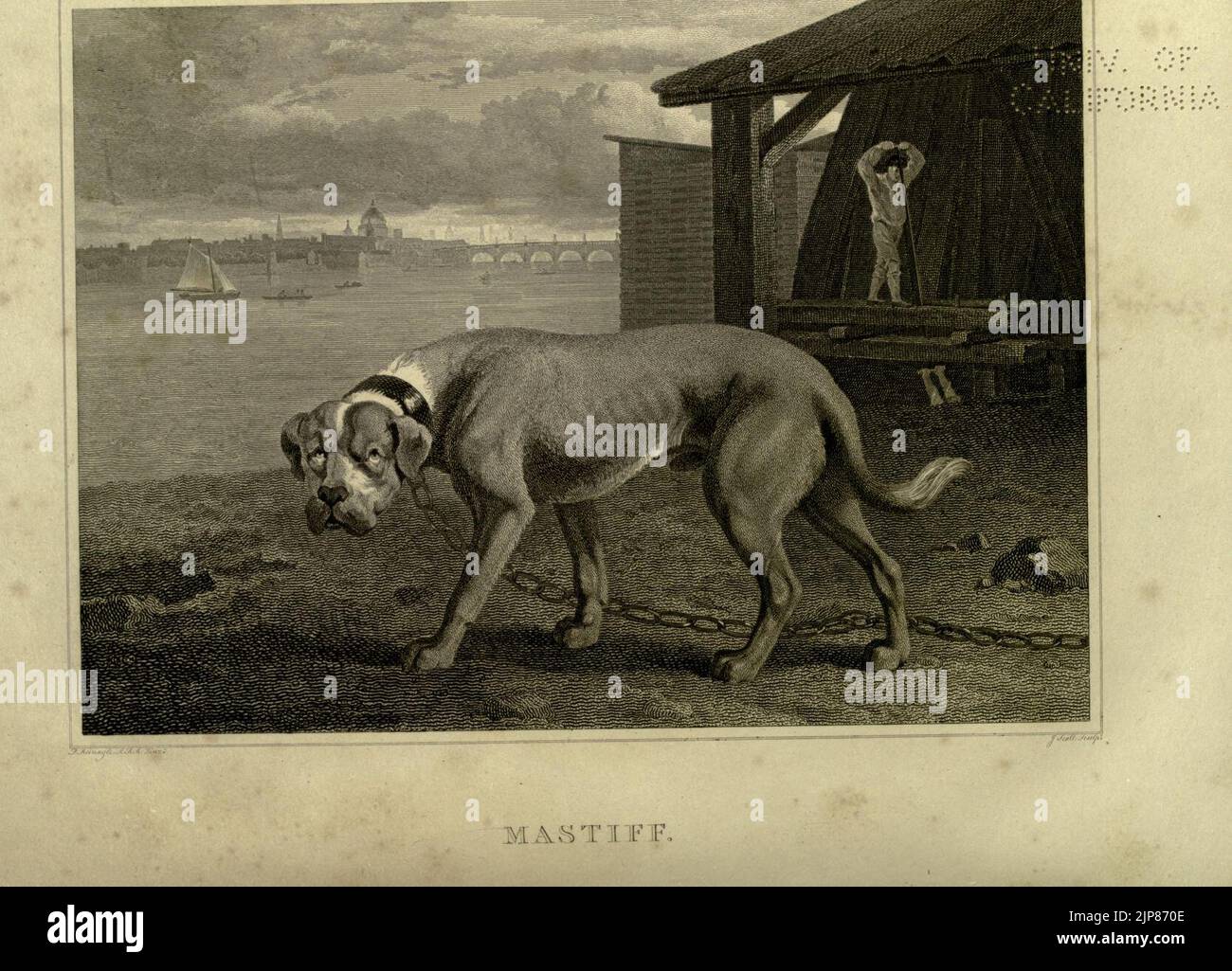 The sportsman's repository (Plate 38 Stock Photo - Alamy