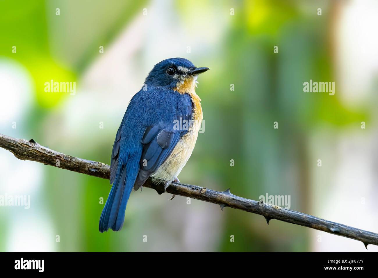 Mangrove blue flycatcher hi-res stock photography and images - Alamy