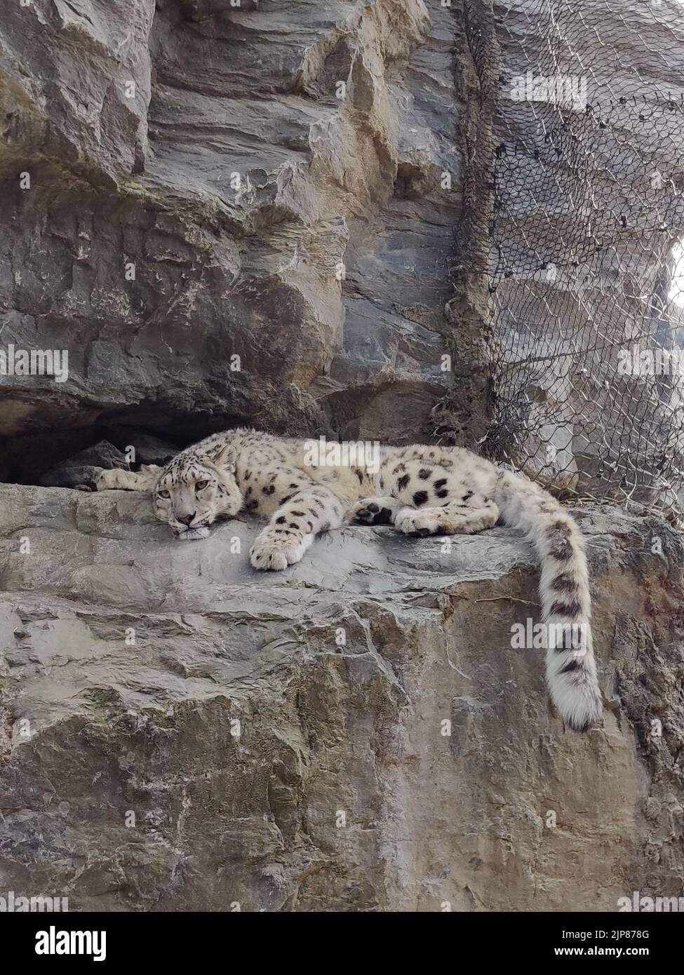 A Snow leopard resting on rock formation in the zoo Stock Photo - Alamy