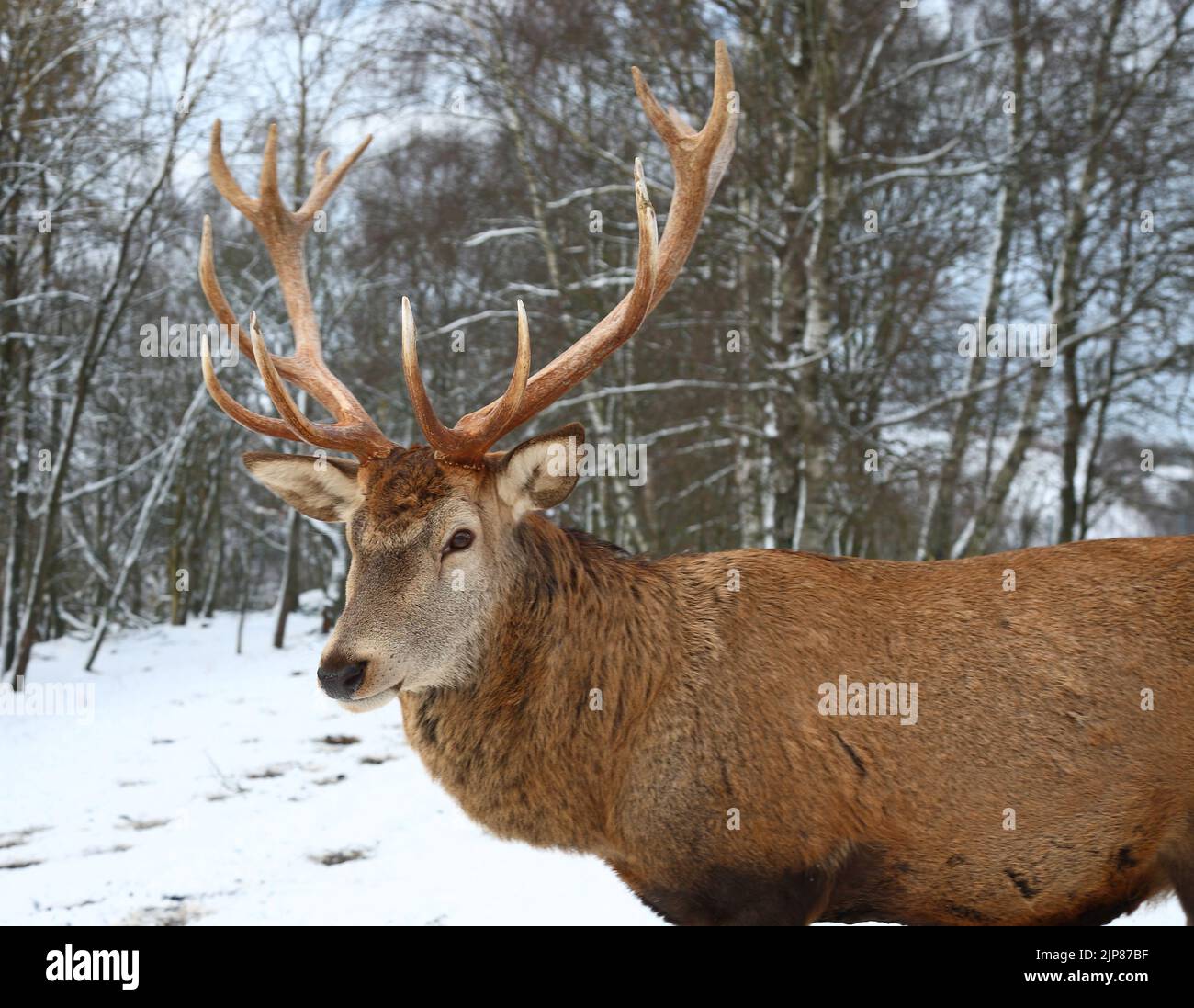 Rothirsch / Red deer / Cervus elaphus Stock Photo - Alamy
