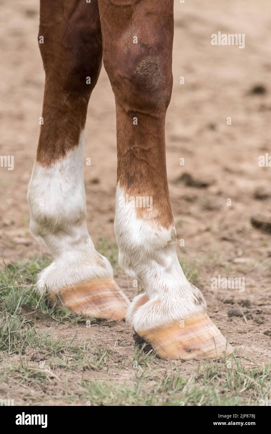 Legs and hooves of a warmblood horse in Germany, Europe Stock Photo - Alamy