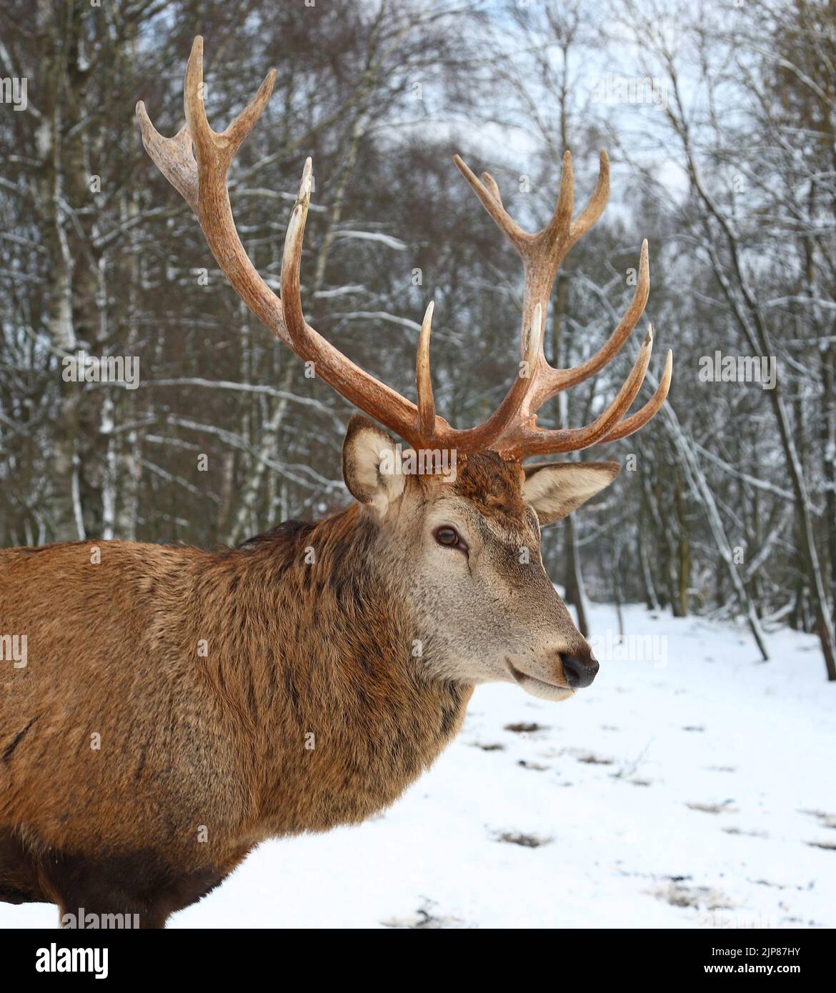 Rothirsch / Red deer / Cervus elaphus Stock Photo - Alamy