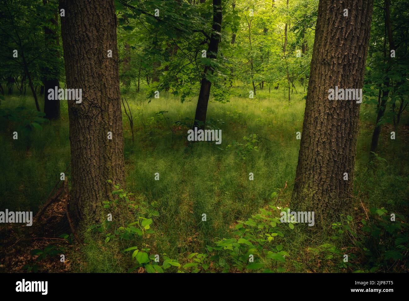 Spring forest in the mountains after rainfall Stock Photo - Alamy