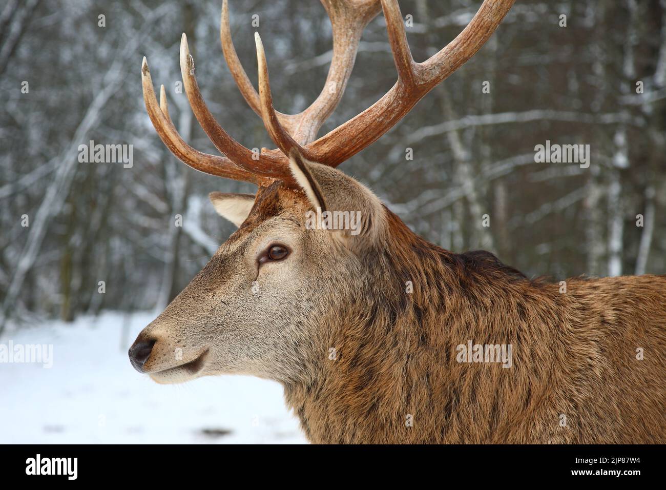 Rothirsch / Red deer / Cervus elaphus Stock Photo - Alamy