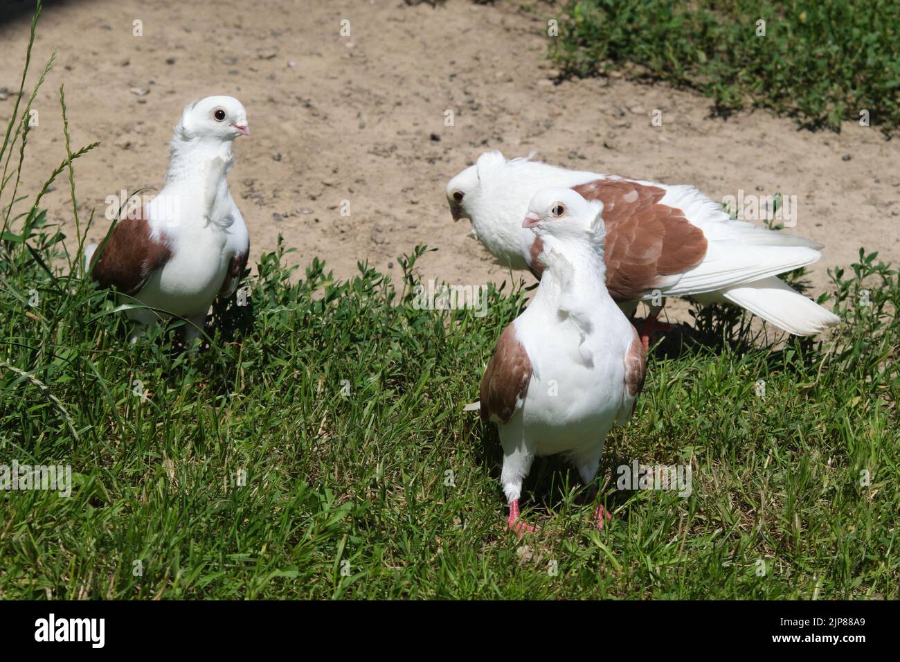 Old german owl pigeons hi-res stock photography and images - Alamy