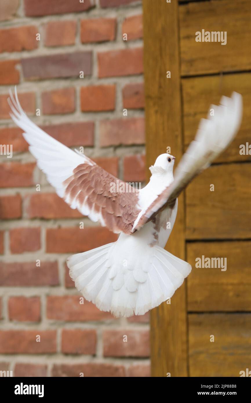 Old pigeon coop hi-res stock photography and images - Alamy
