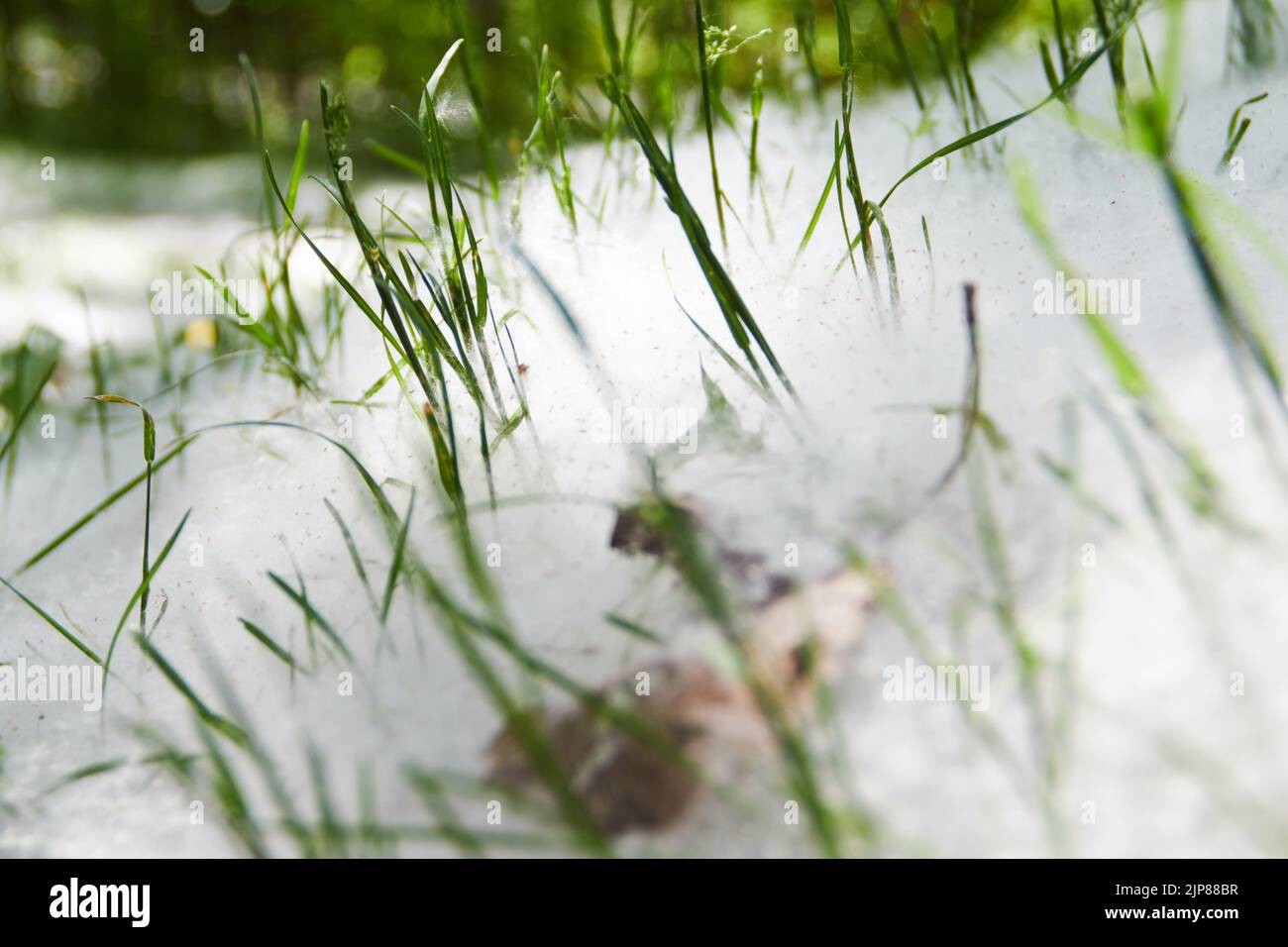 Pollen fluff hi-res stock photography and images - Alamy