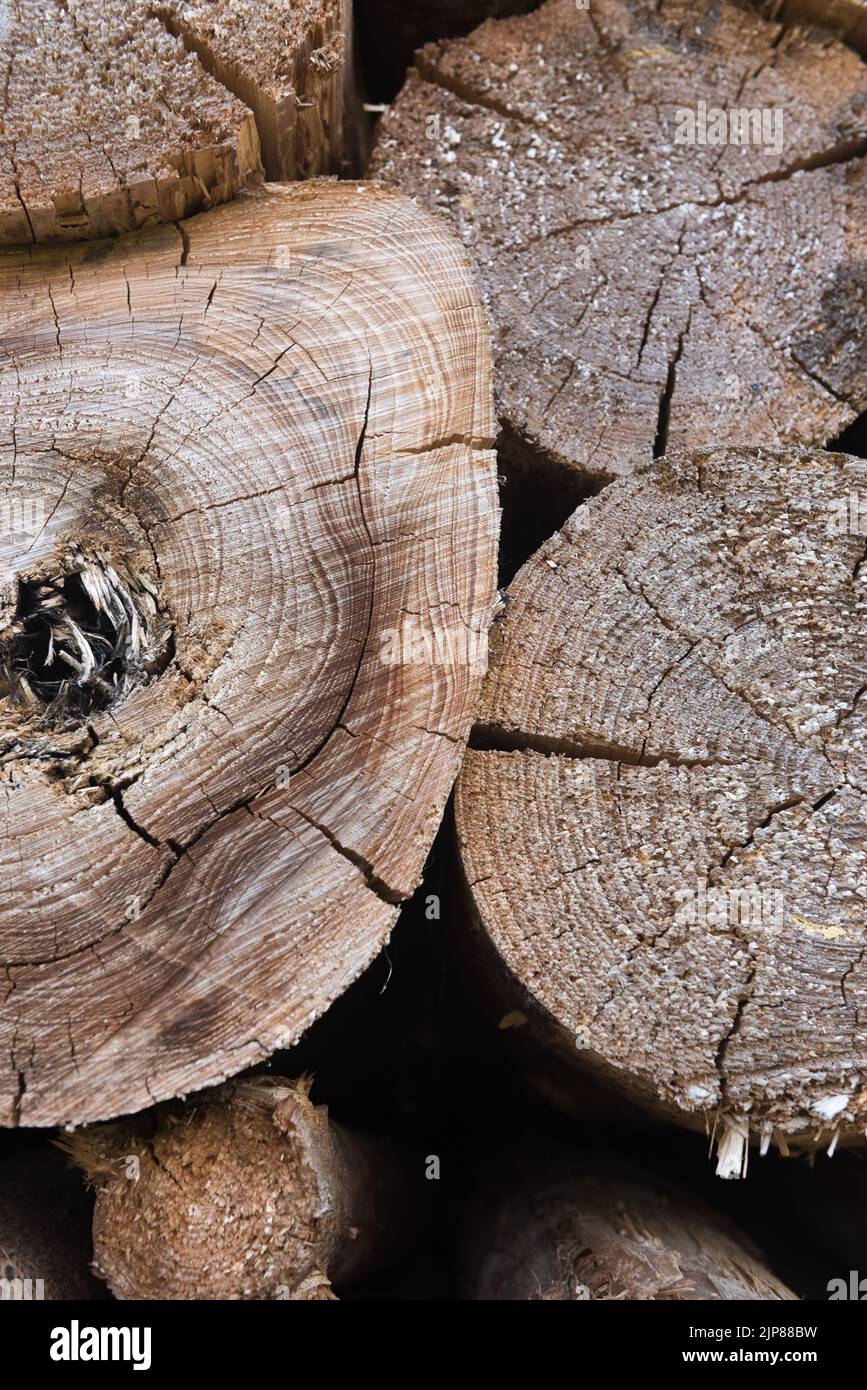 Pile of old dried logs with front view of cross-section, cracks and ...