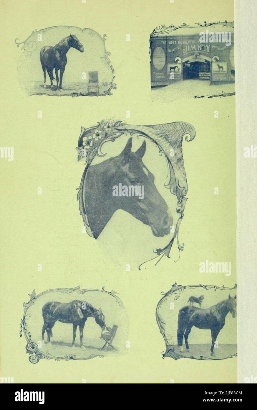 The story of Beautiful Jim Key Stock Photo - Alamy