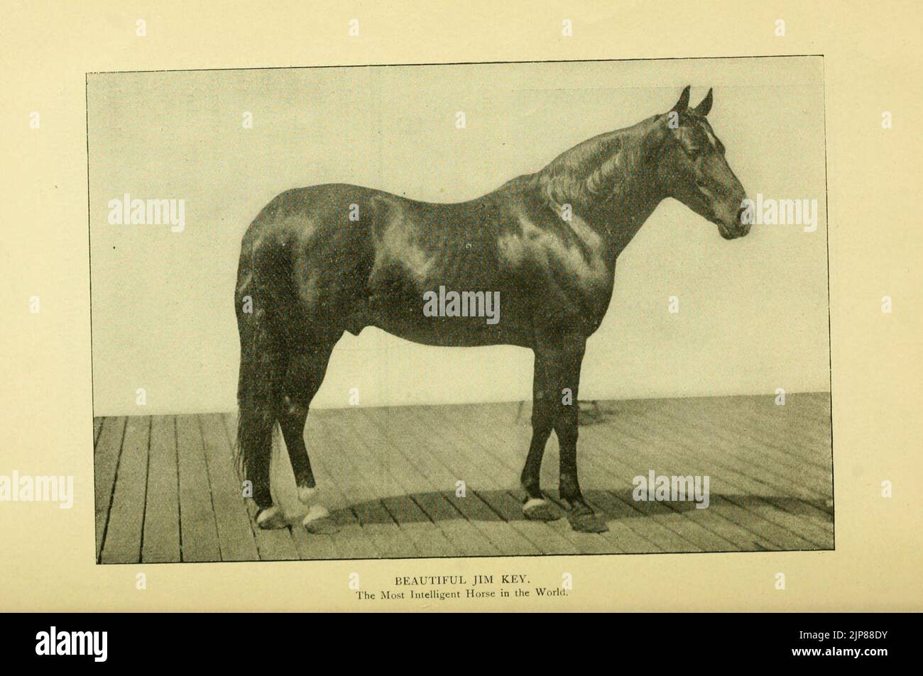 The story of Beautiful Jim Key Stock Photo - Alamy