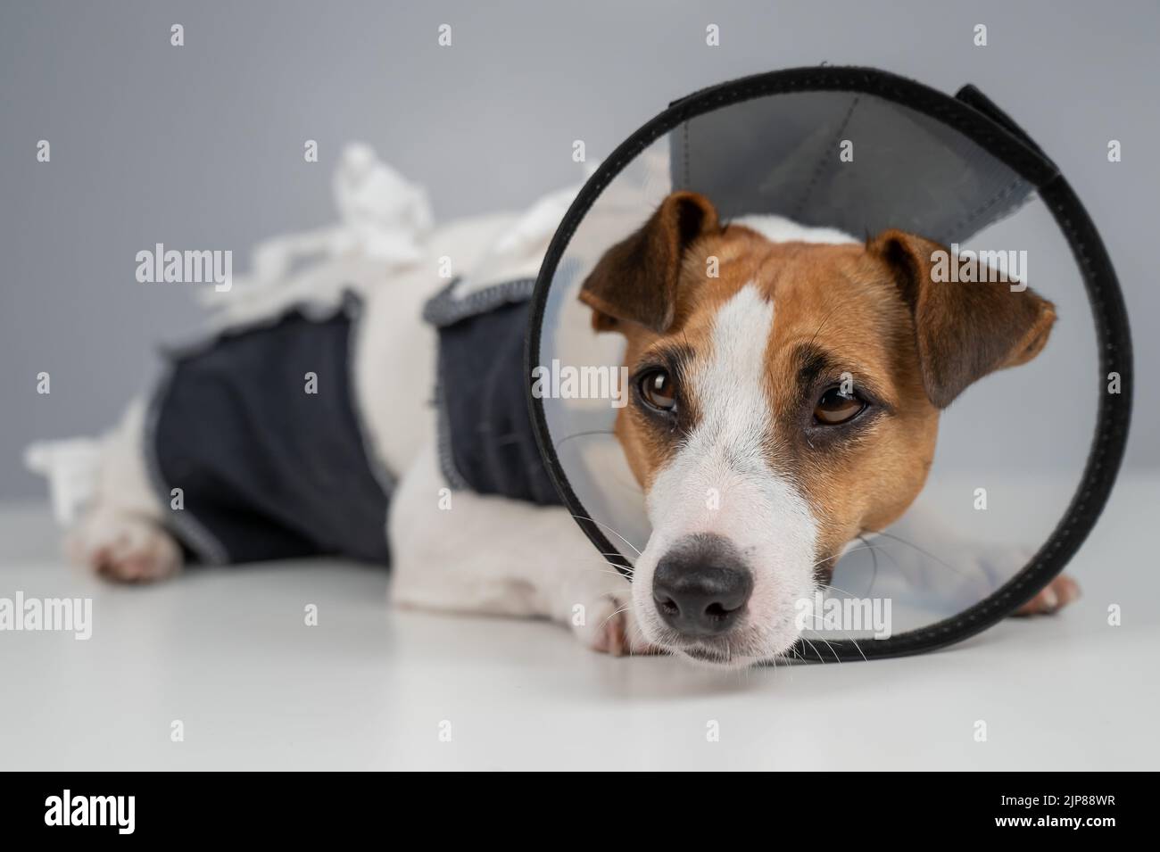 Sad dog jack russell terrier in a blanket and a cone collar after ...