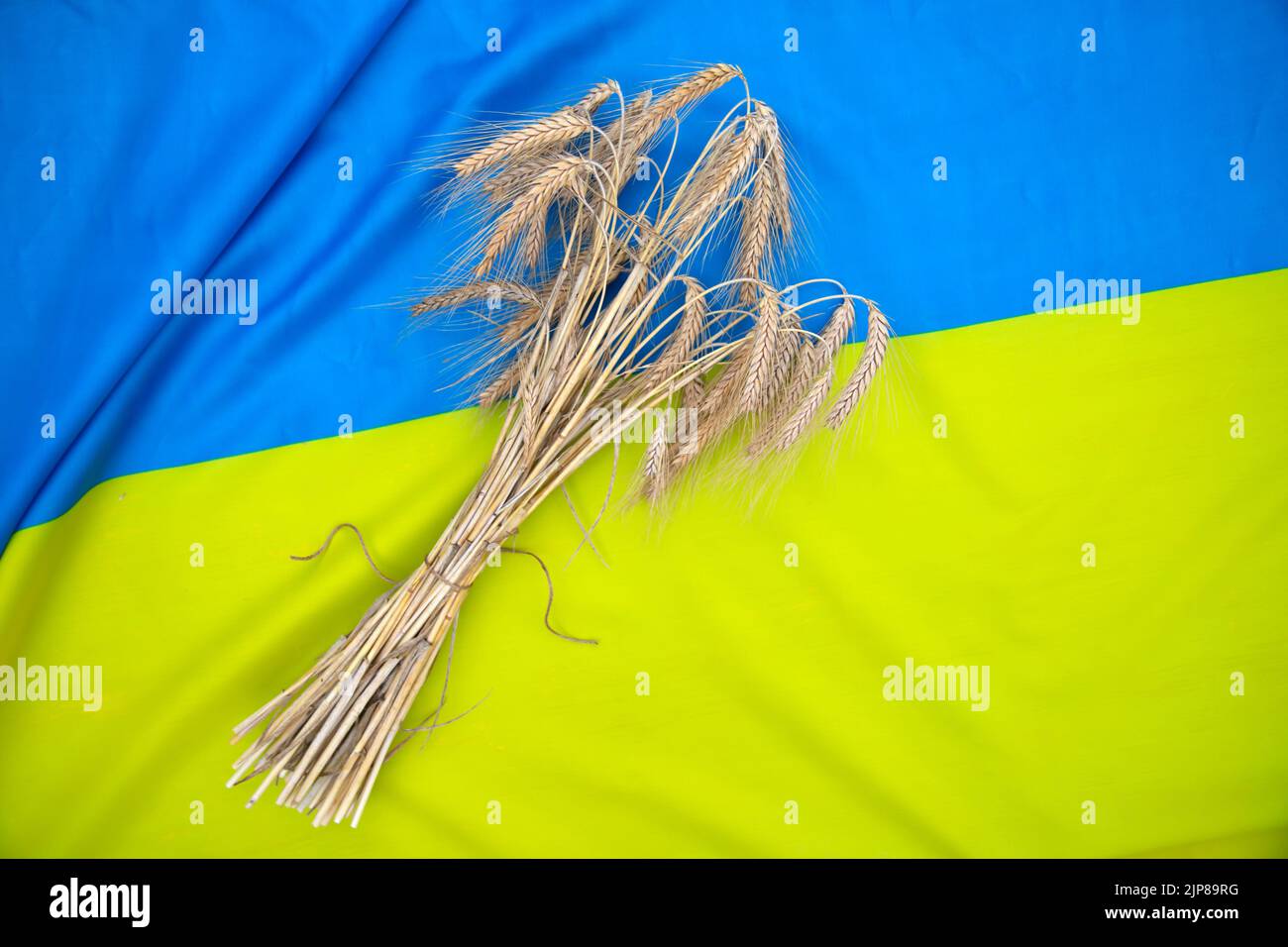 Grain harvest, ukrainian flag, ears of wheat, rye, oats. Symbol of ...