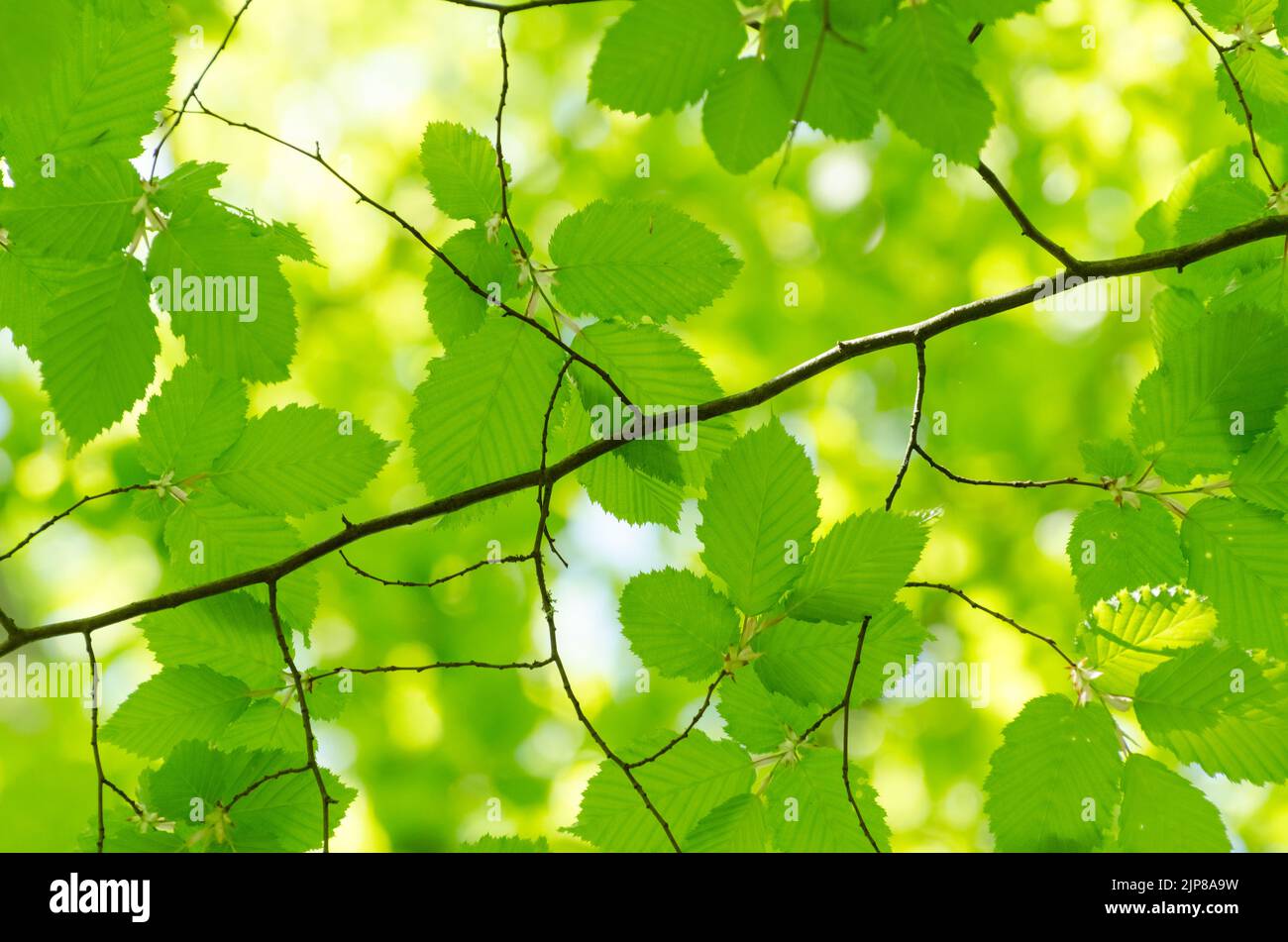 Birch foliage and sun hi-res stock photography and images - Alamy