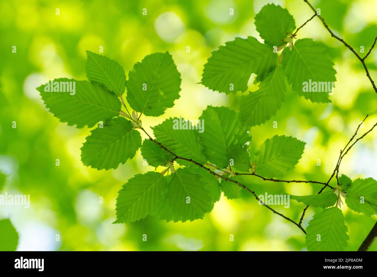 Hornbeam birch hi-res stock photography and images - Alamy