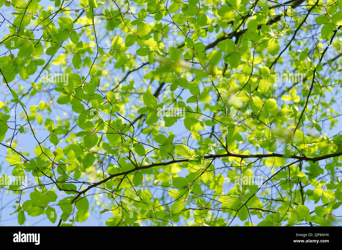 Hornbeam birch hi-res stock photography and images - Alamy