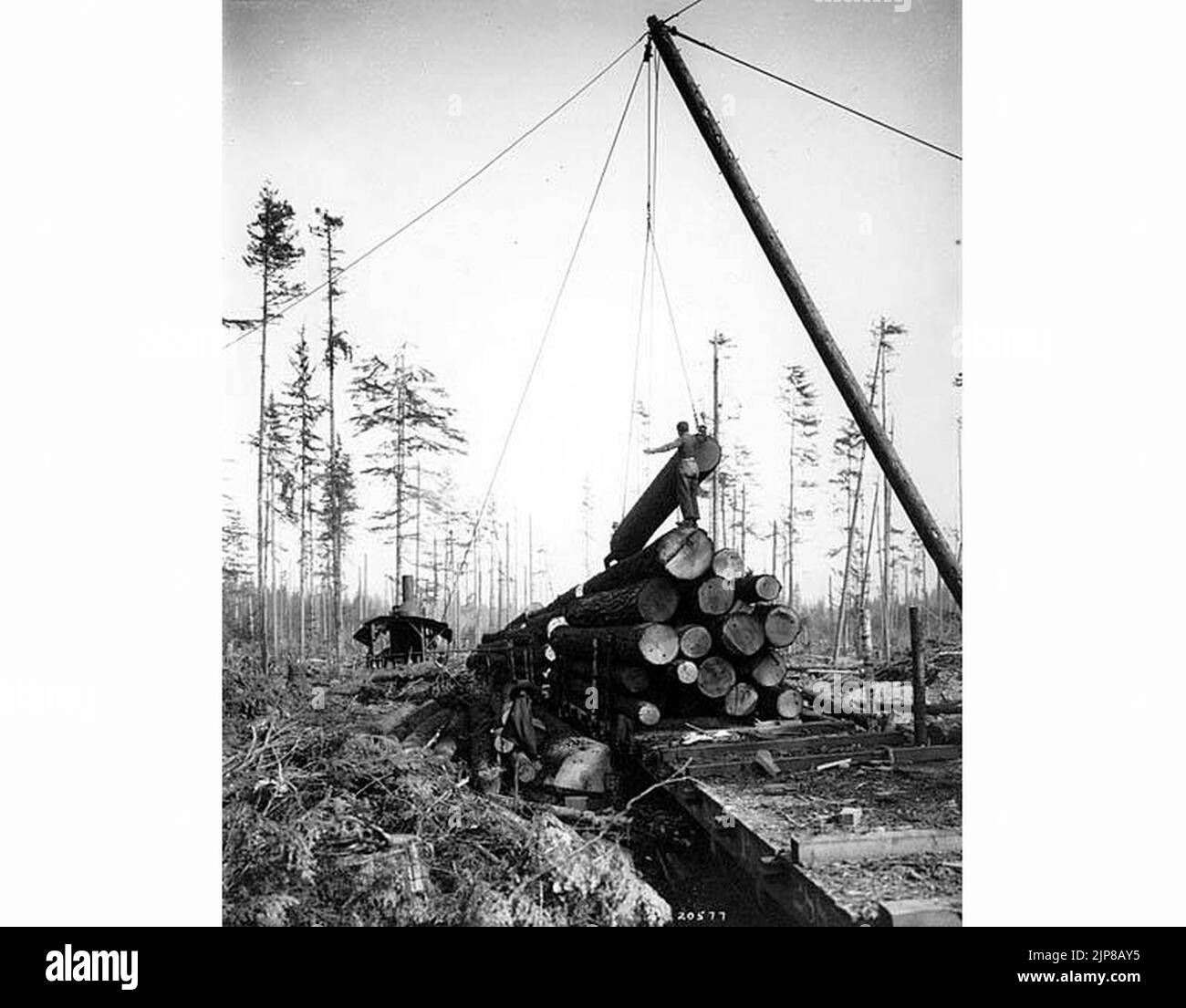 The tall gin pole and the loading sling; loading logs onto railroad ... The tall gin pole and the loading sling; loading logs onto railroad ...