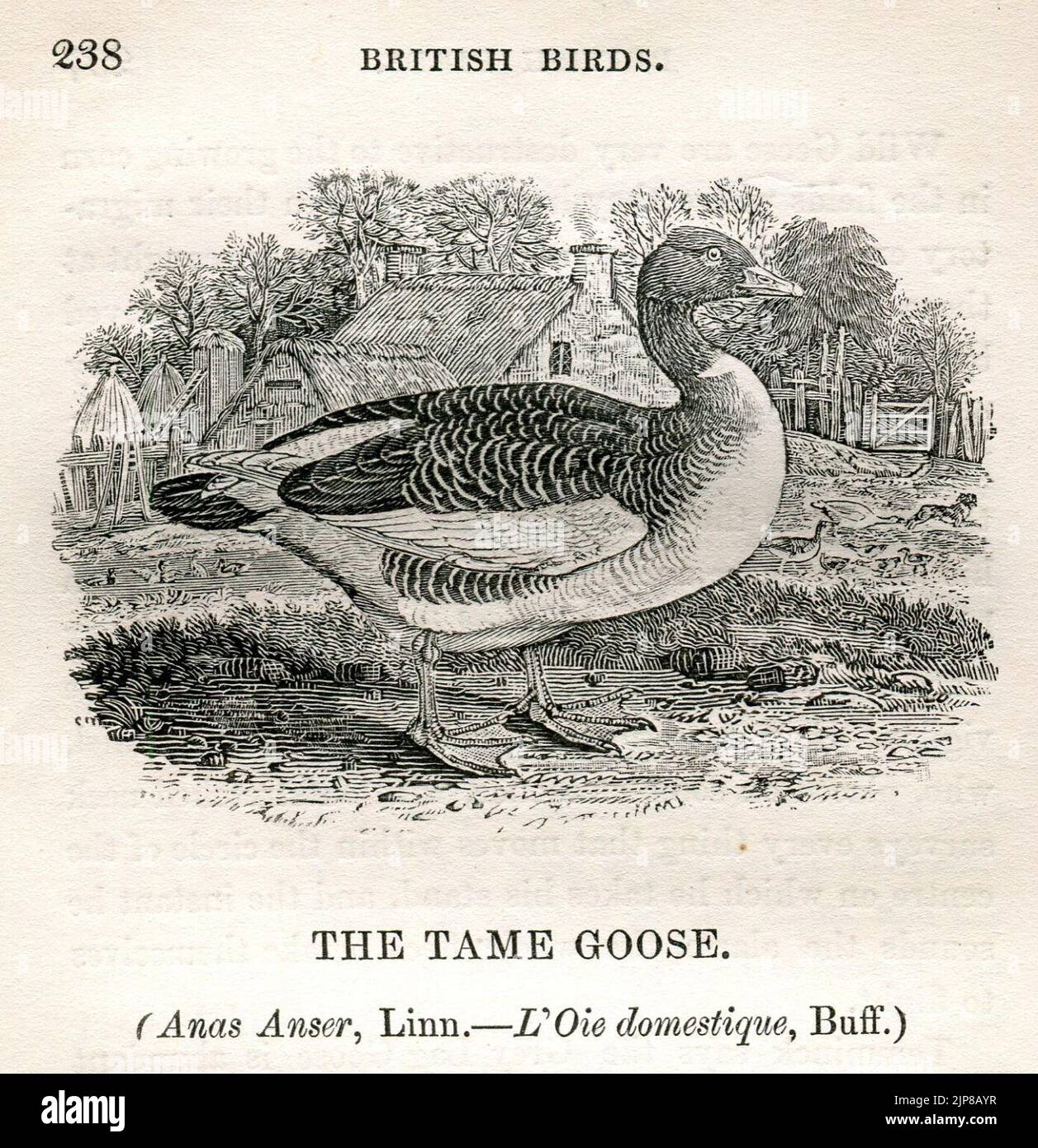 The Tame Goose Thomas Bewick Stock Photo - Alamy