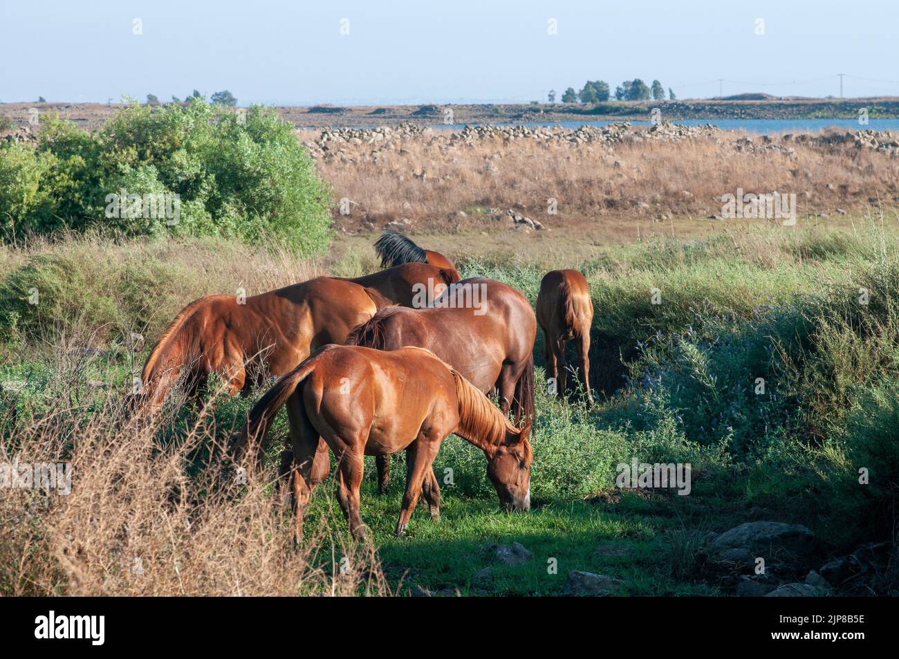 Horses grazing in the Golan Heights, Israel Stock Photo - Alamy