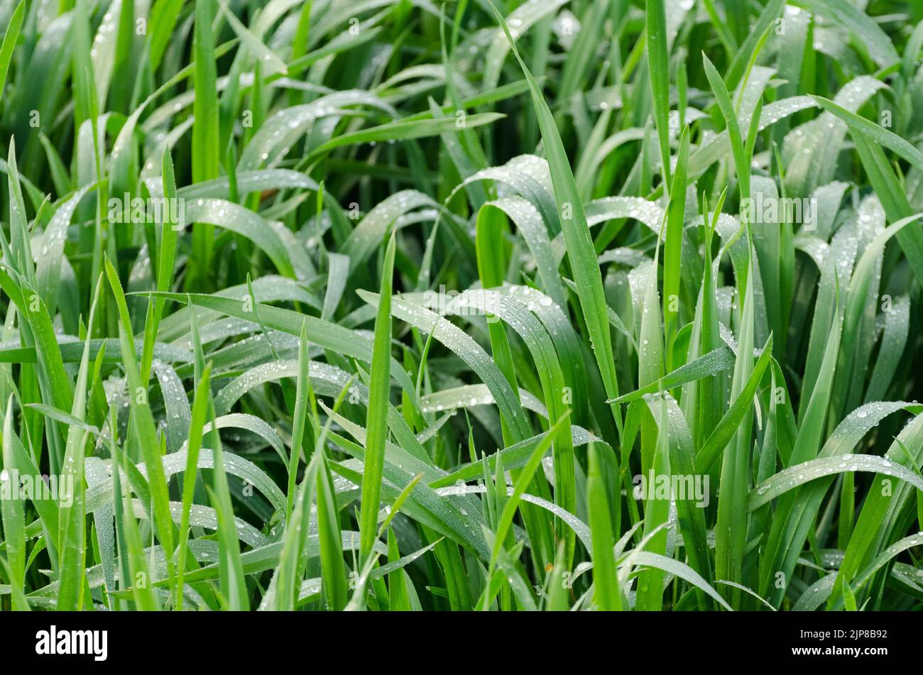 Wet blades of grass hi-res stock photography and images - Alamy