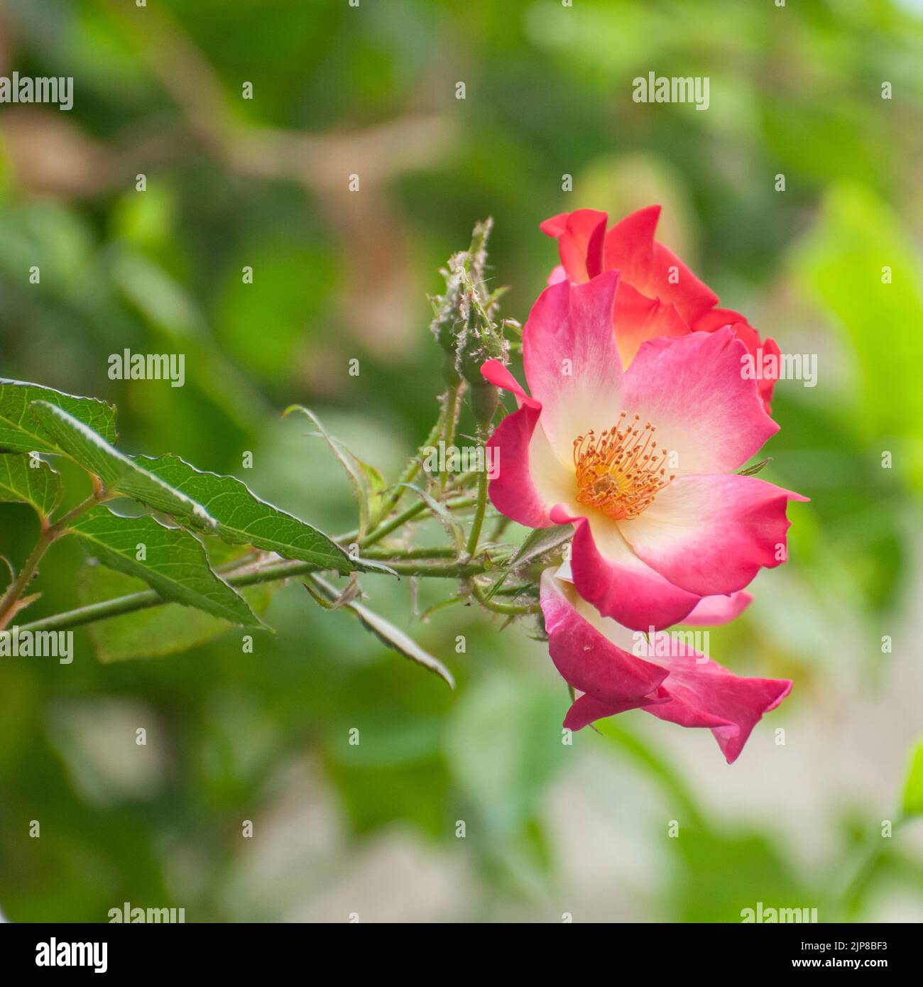 A cluster of Rose aphids (Macrosiphon rosae) on a rose stem [var ...