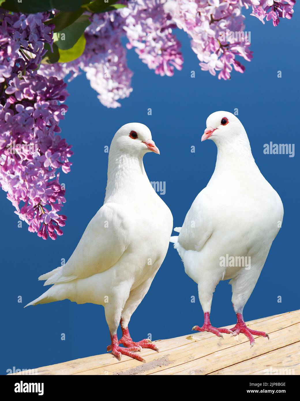 Beautiful view of two white pigeons on perch with flowering lilac tree ...