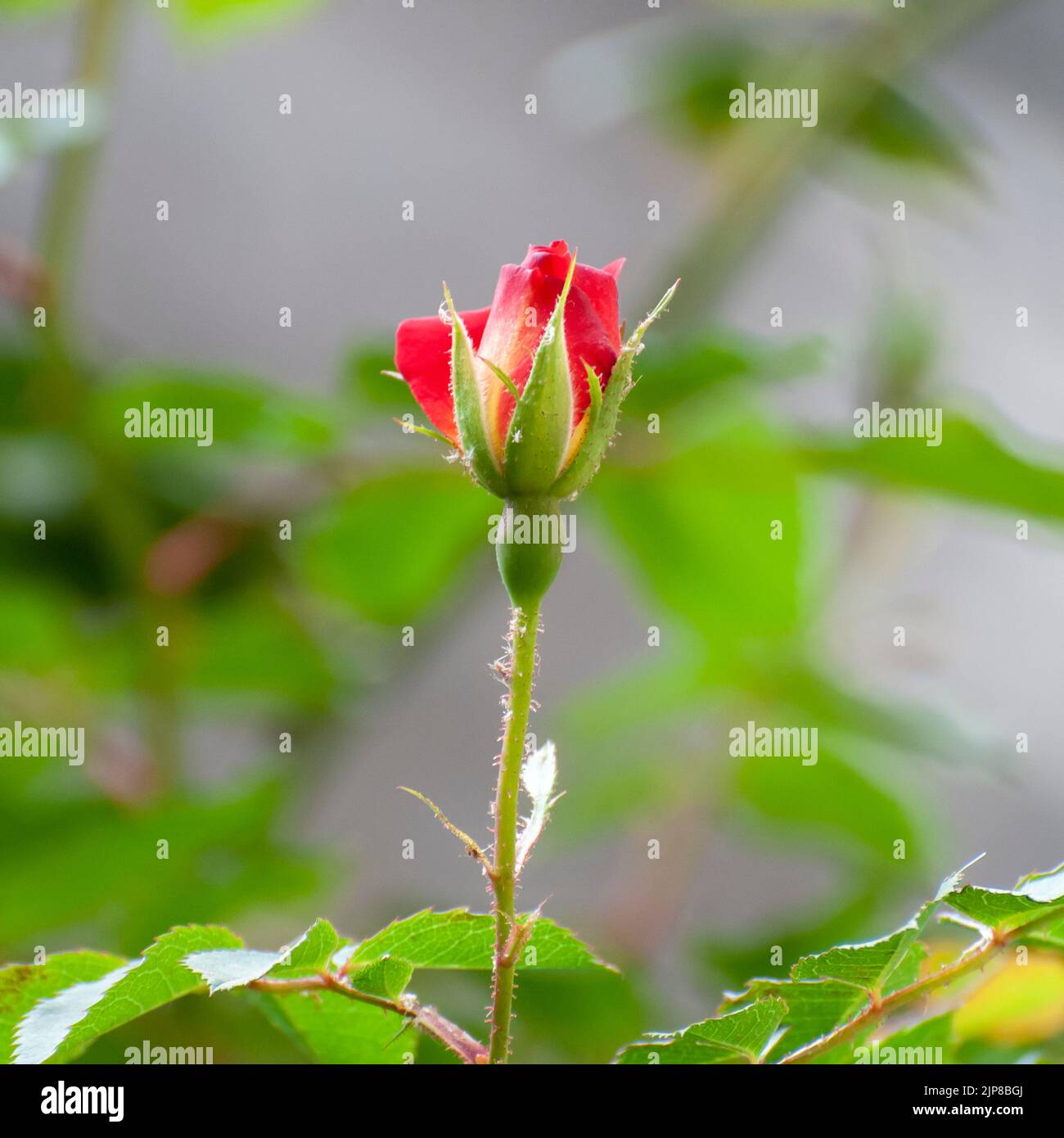 A cluster of Rose aphids (Macrosiphon rosae) on a rose stem [var ...